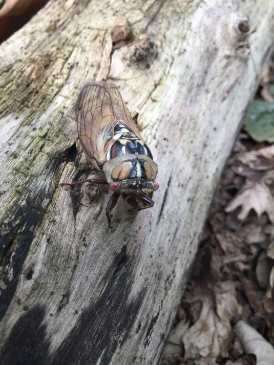 cicada song | a poem in my pocket